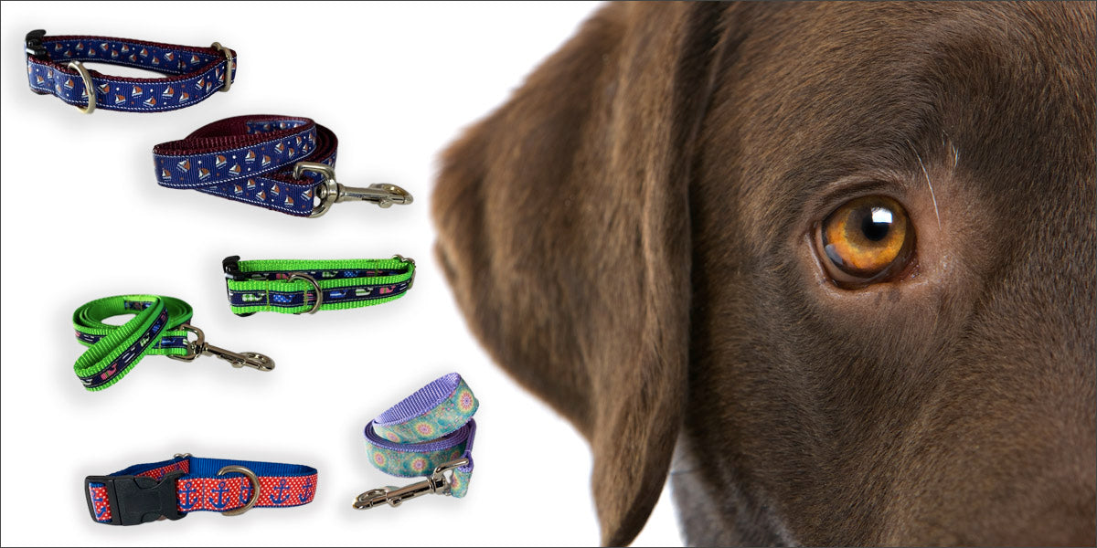 Labrador Collars and Leashes – Tagged "Collars and Leashes"– JusLabs